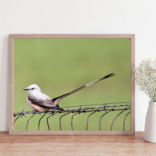 Scissortail Art - Etsy