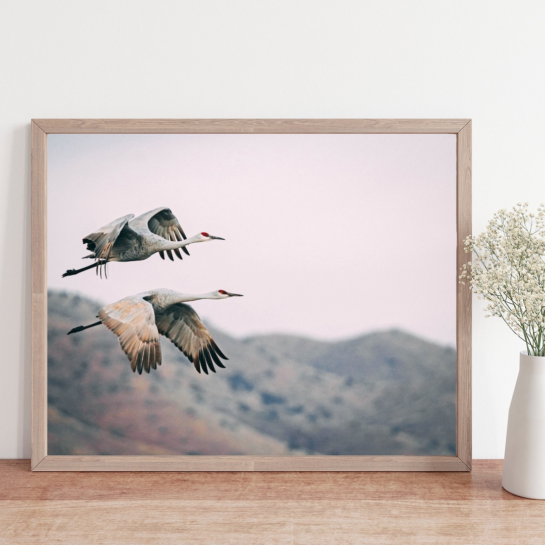 Crane Photo, Crane Print, Bird Wall Art, Sandhill Crane Art, Bird Photo ...