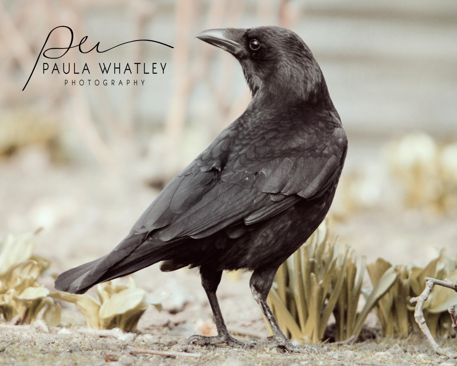 Raven Wall Art, Bird Photo, Bird Art, Gothic Photo, Raven Photo, Bird ...