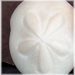 Sea Shell Soap, Beach Soaps, Decorative Bath Soap Gift Set, Set of 4 ...