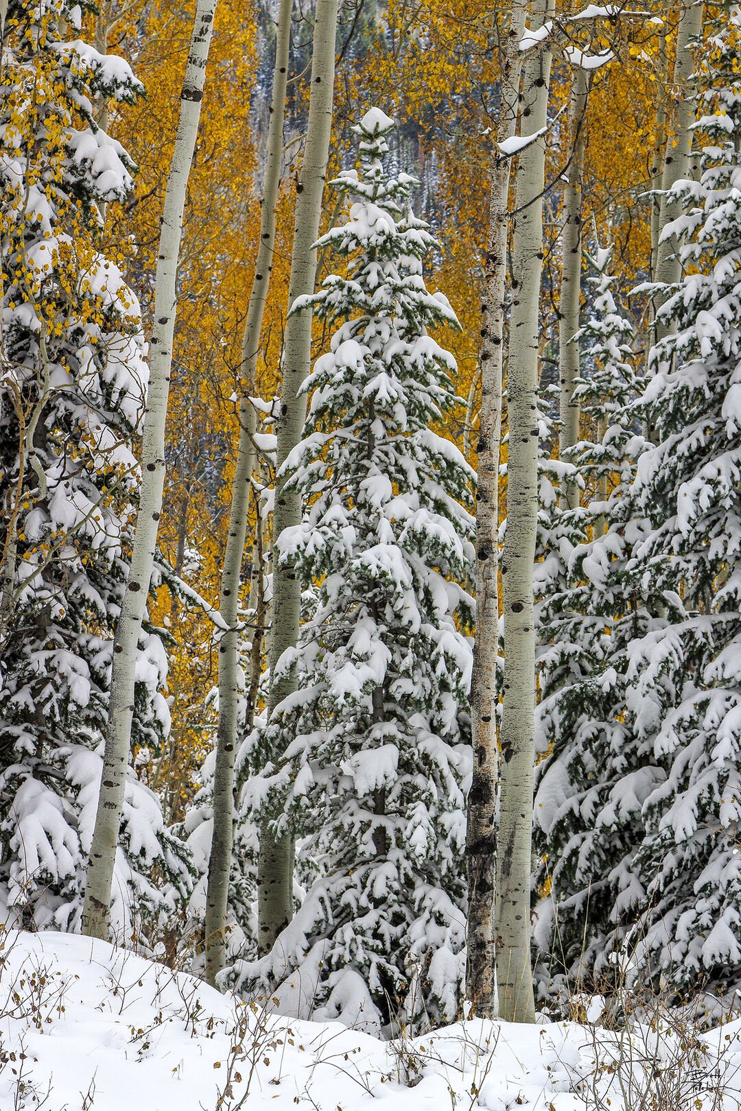 Snowy Evergreens & Aspens Photograph: Big Cottonwood Canyon, Utah - Etsy