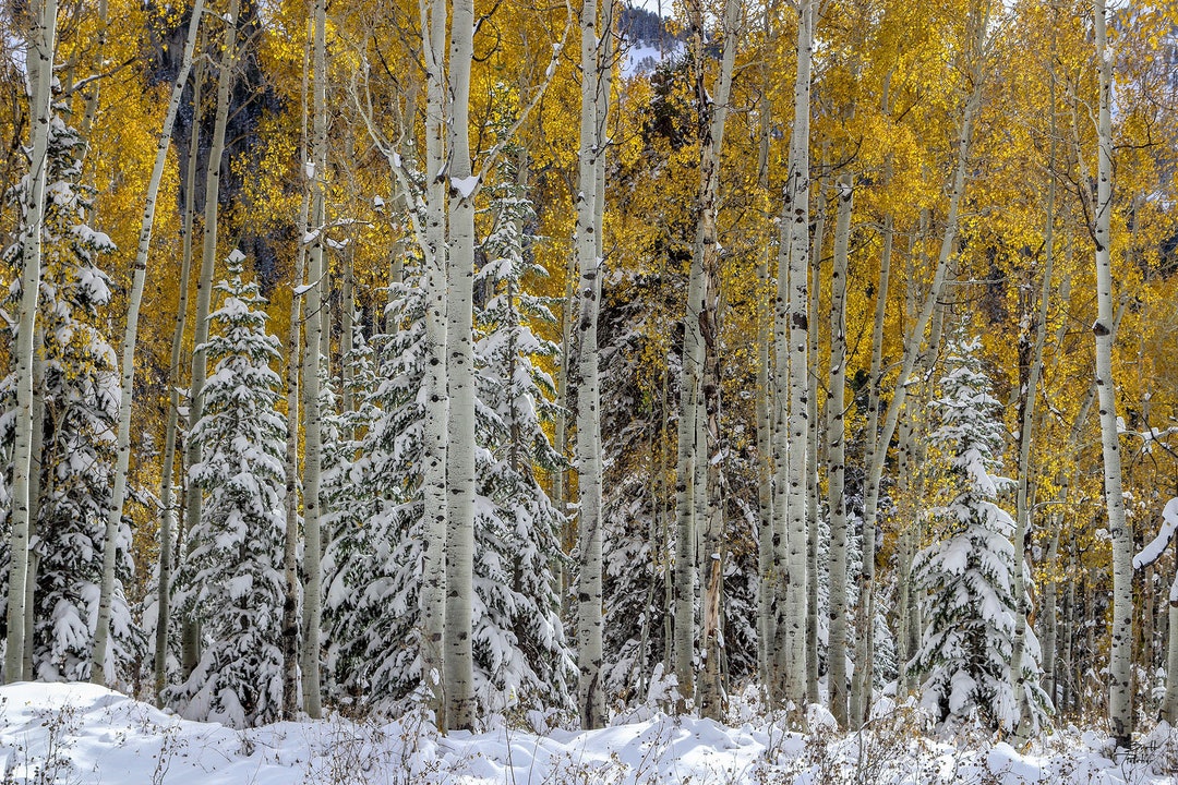 Snowy Aspen Trees Photograph: Autumn Landscape Art Print - Etsy