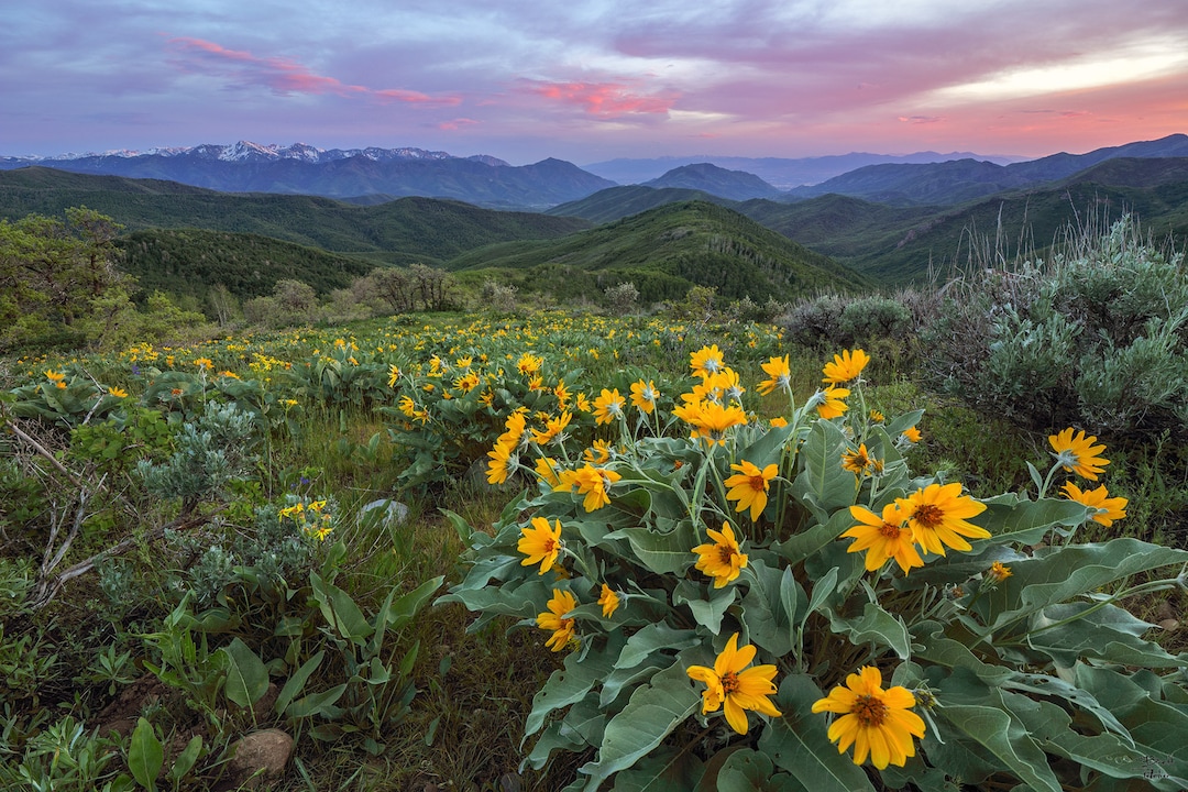 Parleys Canyon Sunset and Wildflowers - Salt Lake City, Utah ...