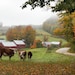 Jenne Farm With Cows - Reading, Vermont Fall Foliage Photograph Print ...
