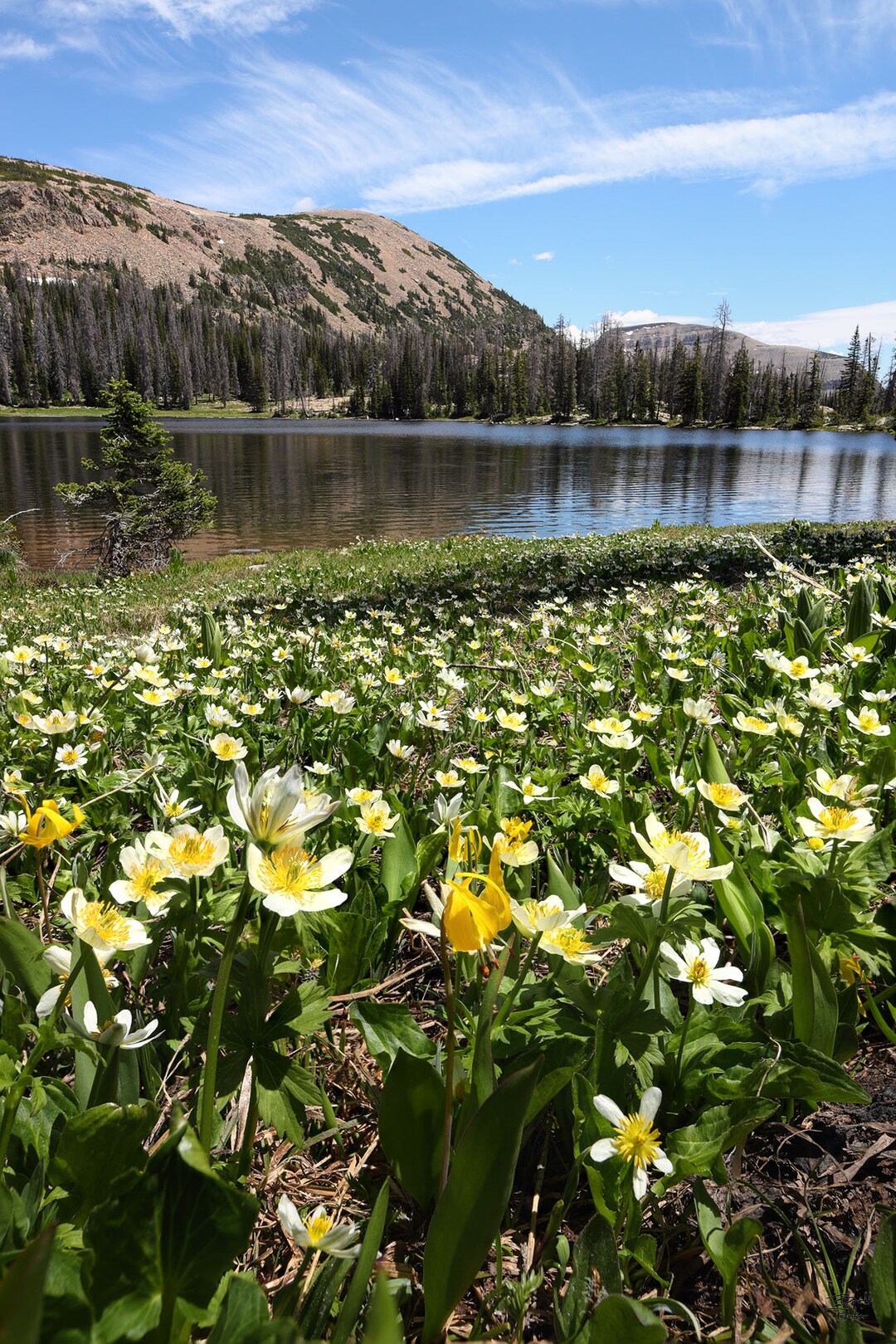 Uinta Mountains Wildflower Landscape Photo Print: Three Lake Divide ...