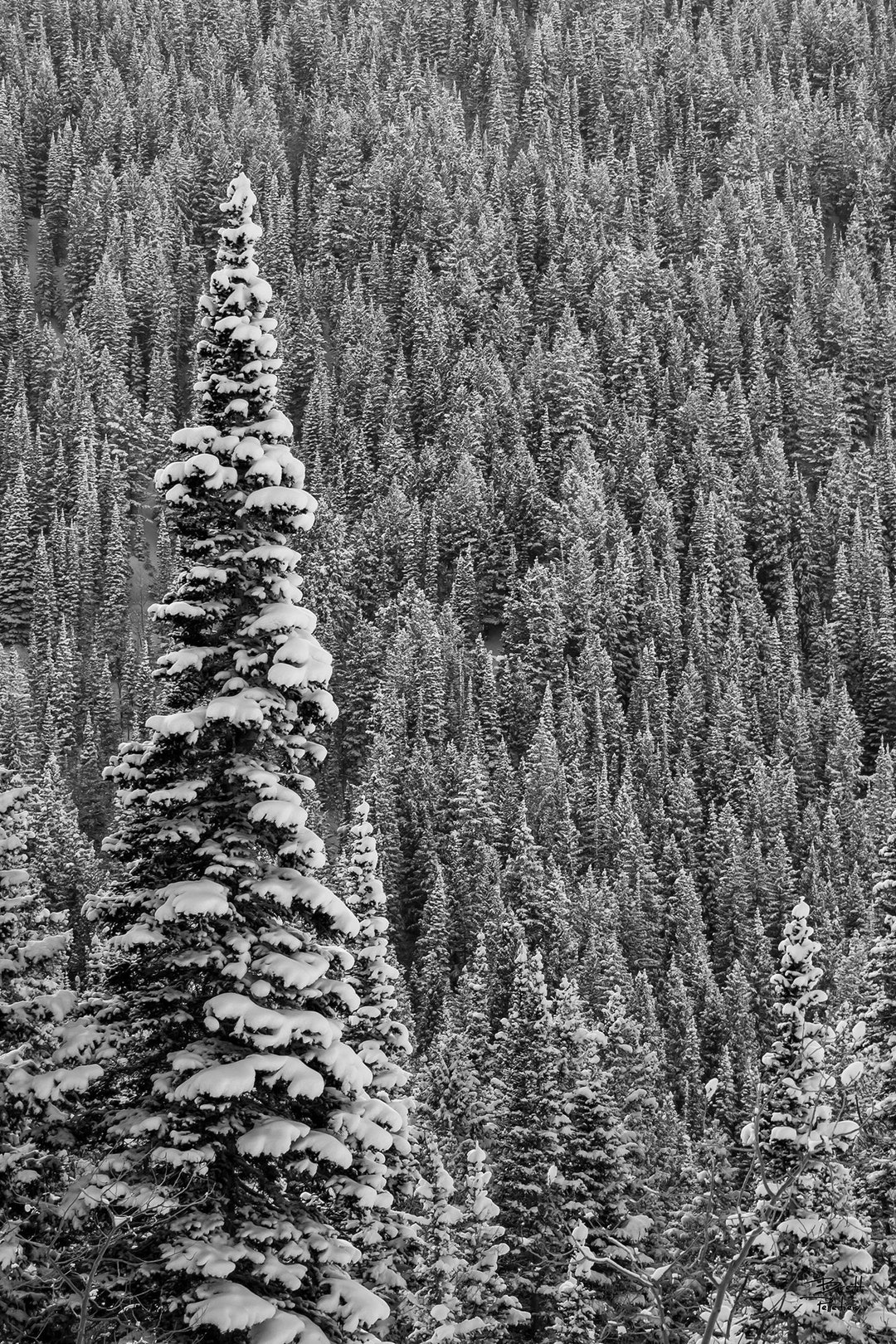 Snow Covered Pine Tree in Little Cottonwood Canyon, Utah - Photograph ...