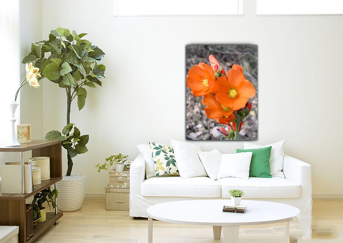 Globe Mallow Wildflower - Photograph Print Poster Picture Photography ...
