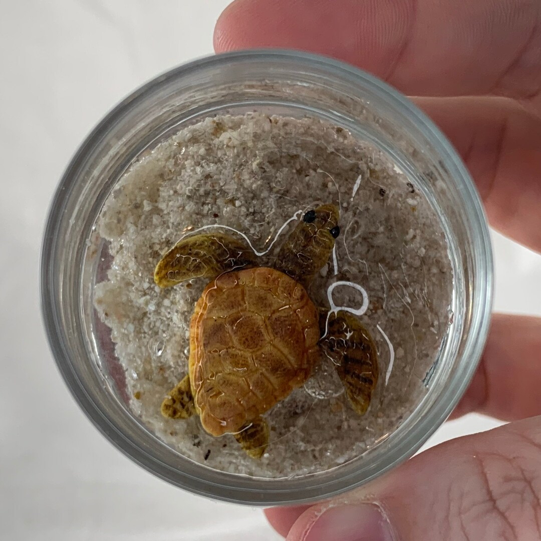Sea Turtle in Glass Bowl Resin Sculpture - Etsy