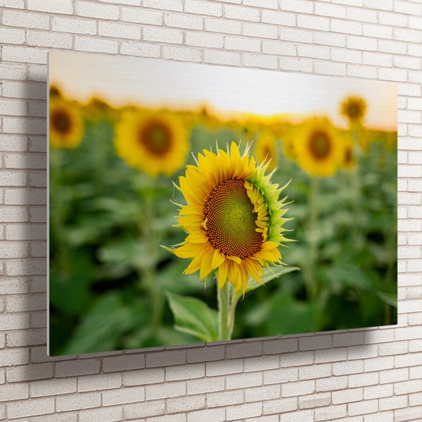 Sunflower Patch - Etsy