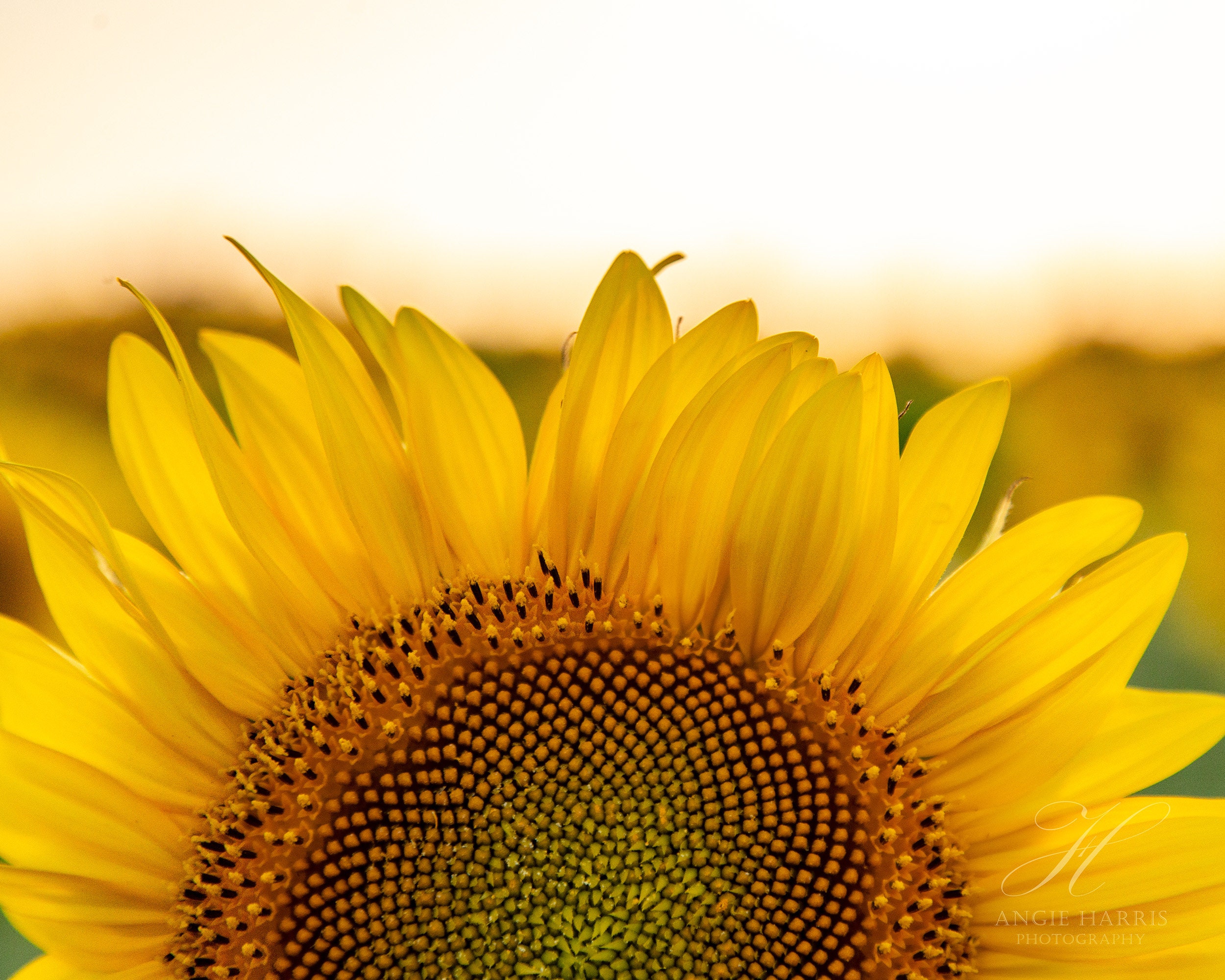 Sunflower Patch Postcard Pack Set of 3 Postcards Sunny Sunflower Cards ...