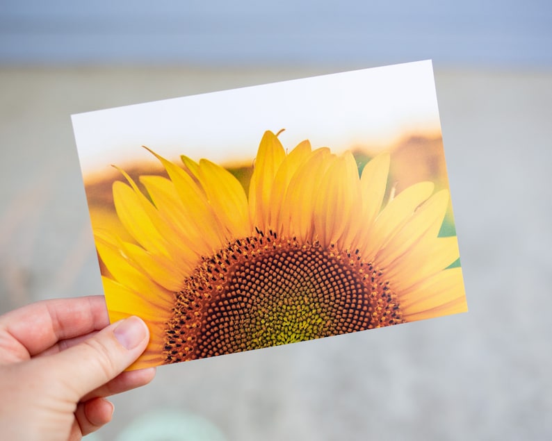 Sunflower Patch Postcard Pack Set of 3 Postcards Sunny Sunflower Cards ...