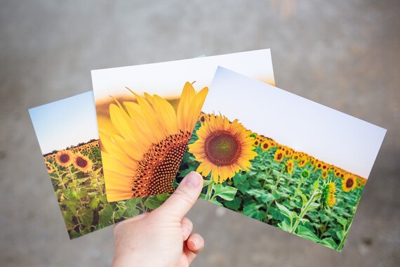 Sunflower Patch Postcard Pack Set of 3 Postcards Sunny | Etsy