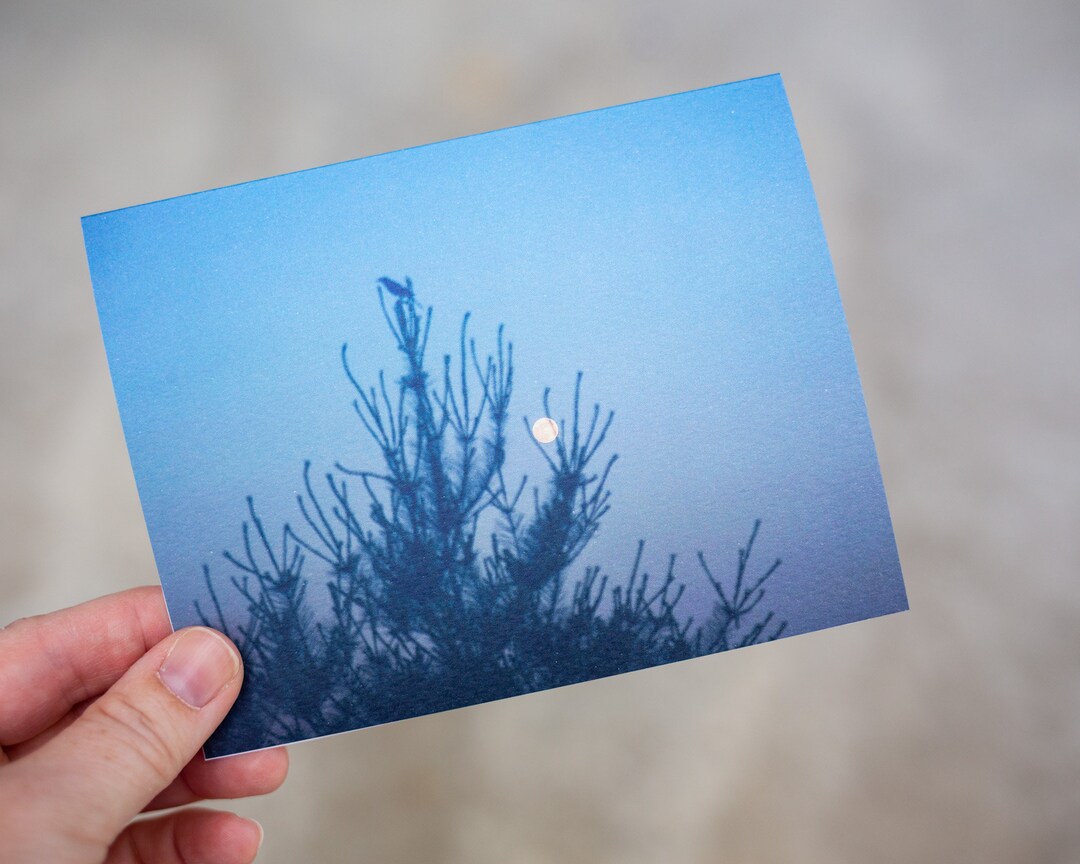 Pine Tree and Moon Notecards Blank Cards With Envelopes Letter Writing ...