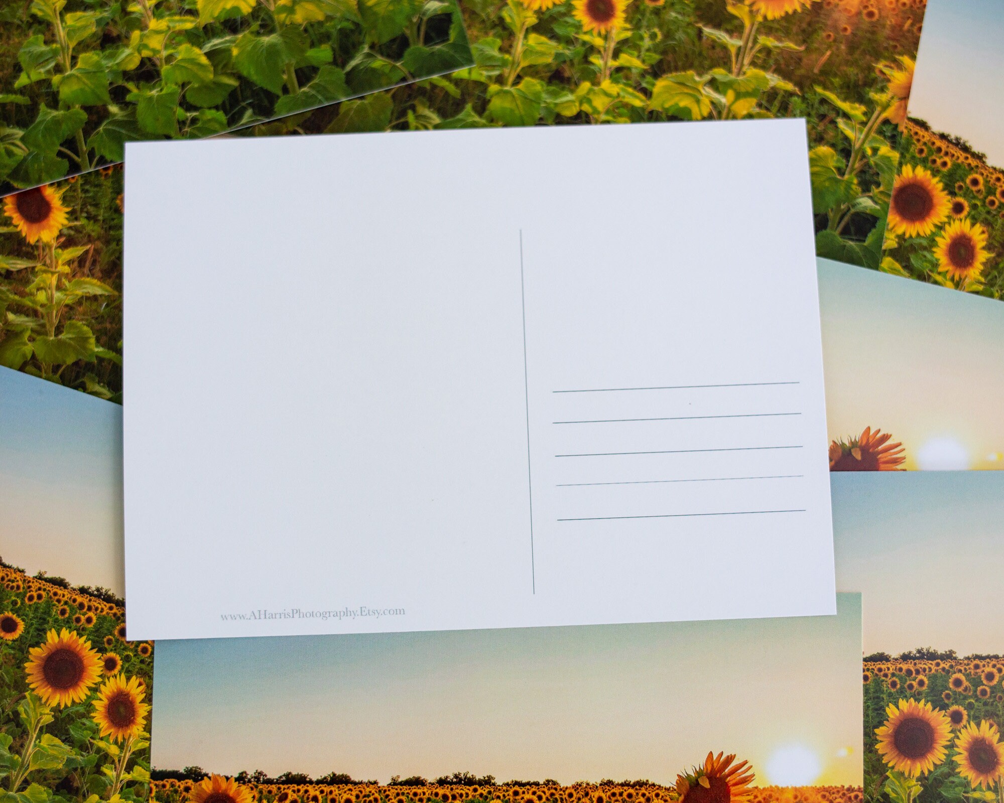 Sunflower Patch Blank Photo Postcards Sunflower Cards - Etsy