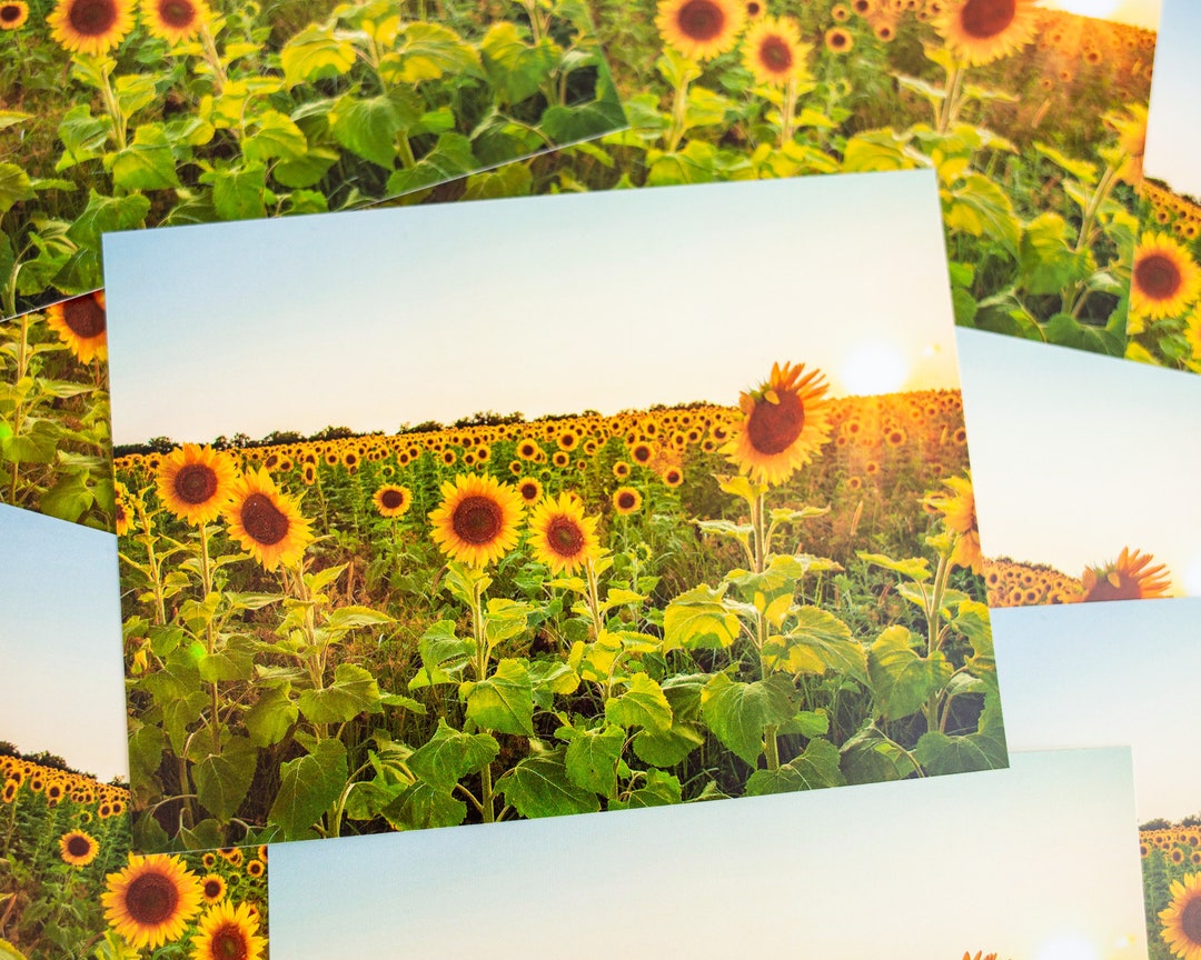 Sunflower Patch Blank Photo Postcards Sunflower Cards - Etsy