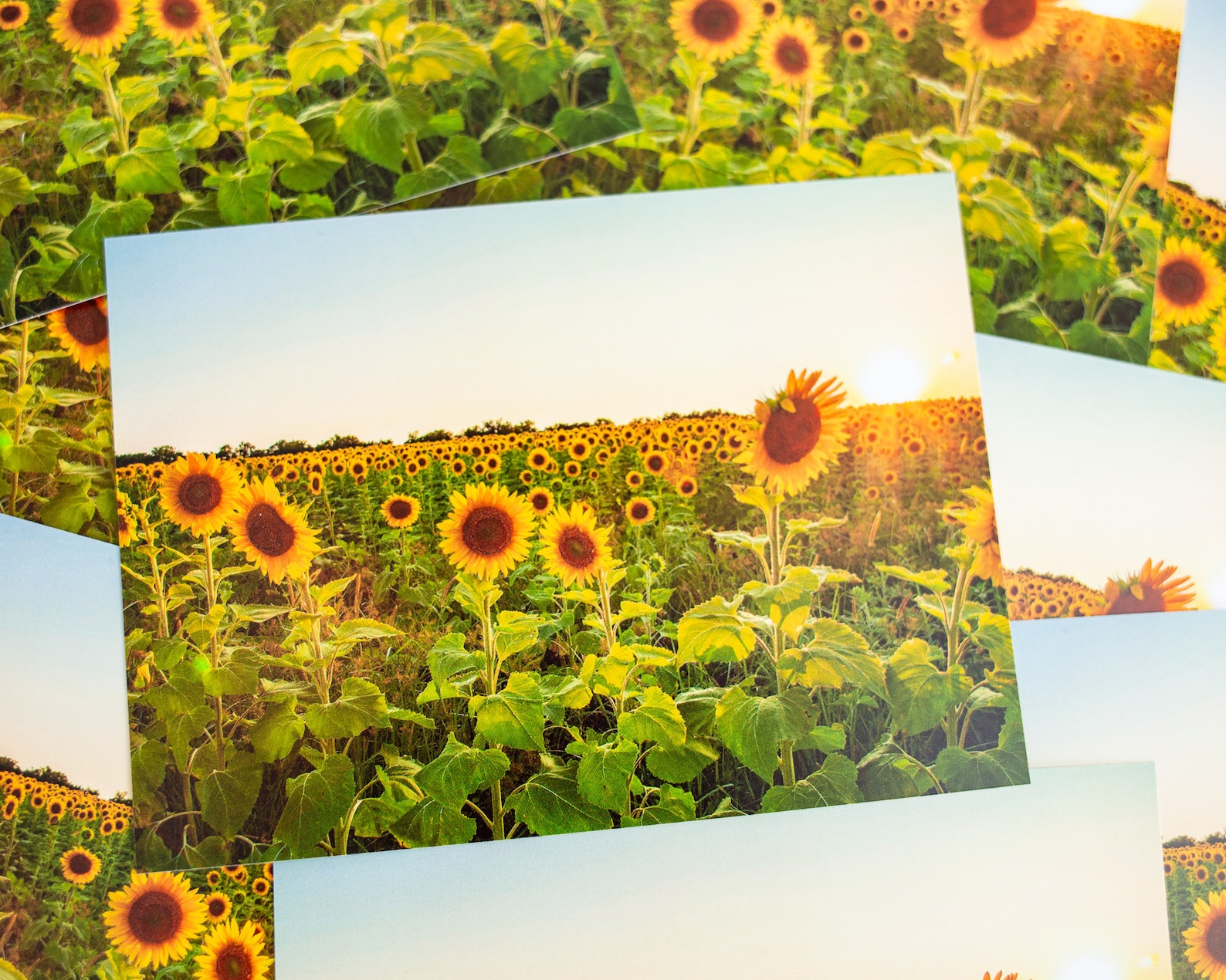 Sunflower Patch Blank Photo Postcards Sunflower Cards - Etsy