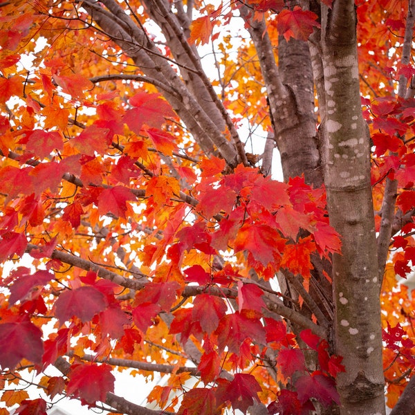 Autumn Trees Print - Etsy