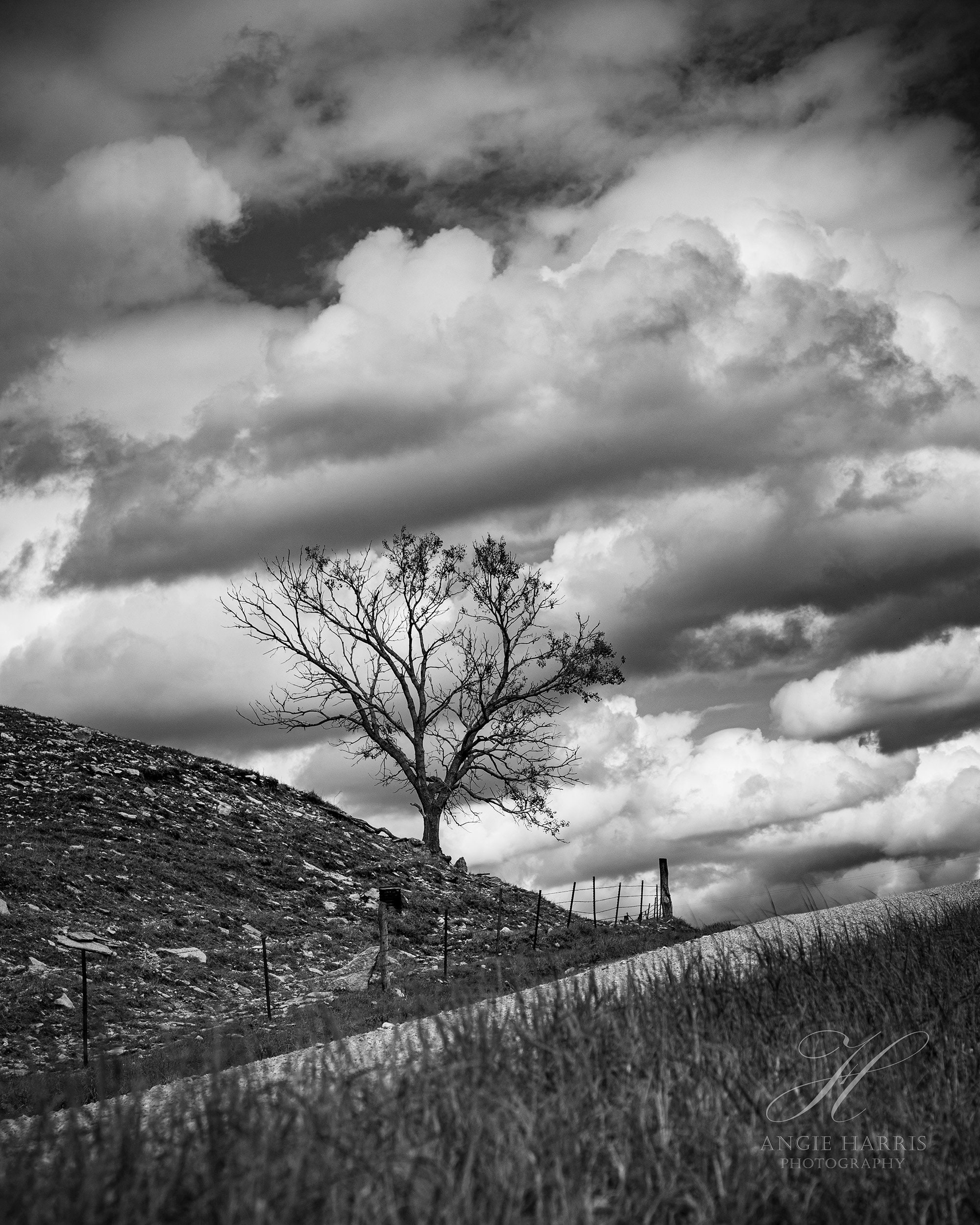 Black and White Tree Print Tree Wall Art Nature Prints - Etsy