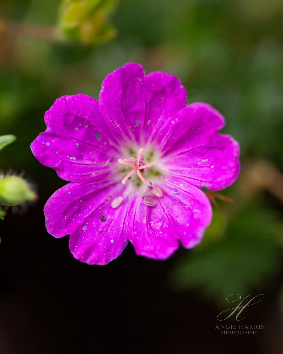 Floral Photography Print Photo of a Single Purple Geranium Botanical ...