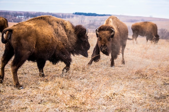 Buffalo Wildlife Photography Print Rustic Western Wall Art | Etsy