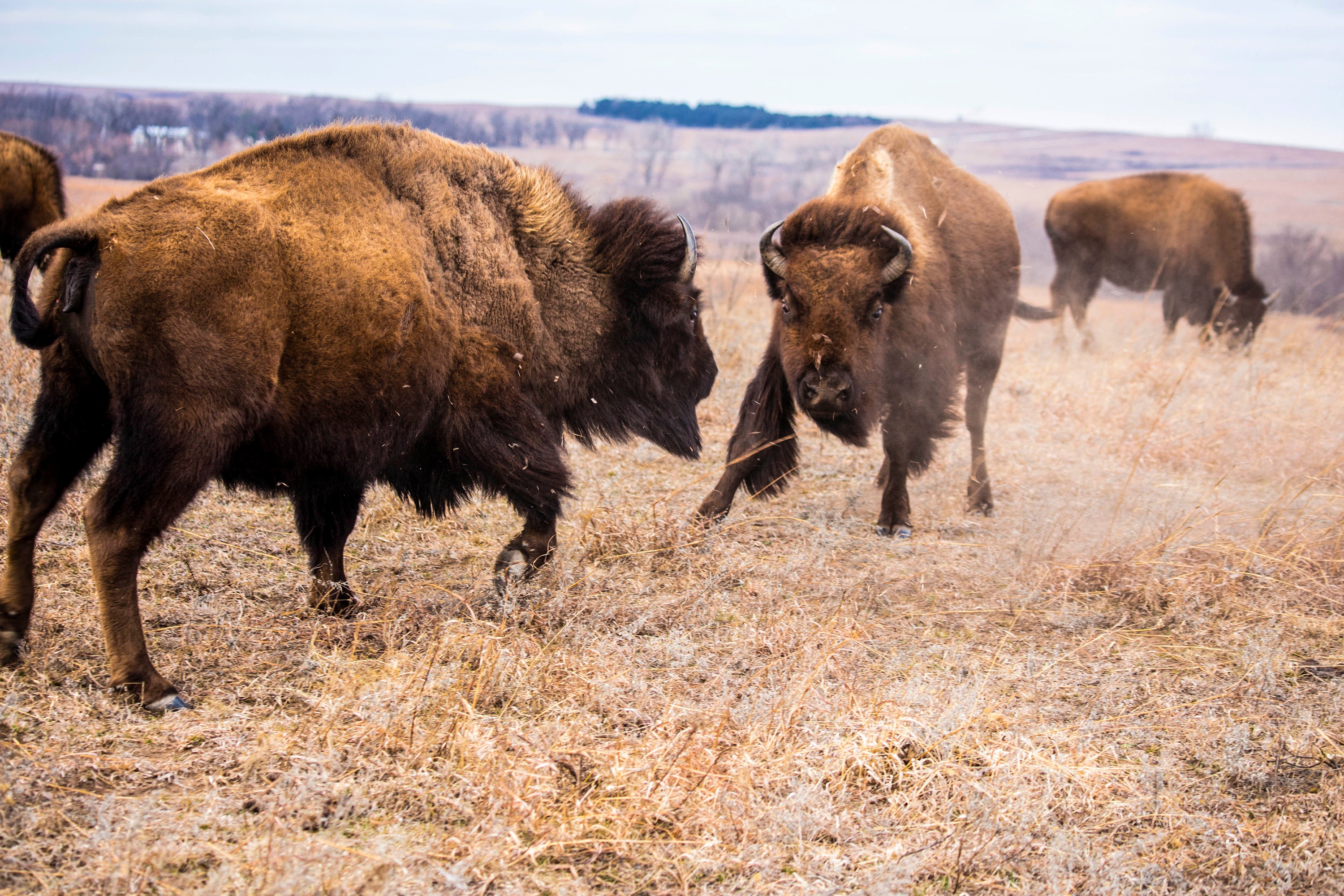 Buffalo Wildlife Photography Print Rustic Western Wall Art - Etsy