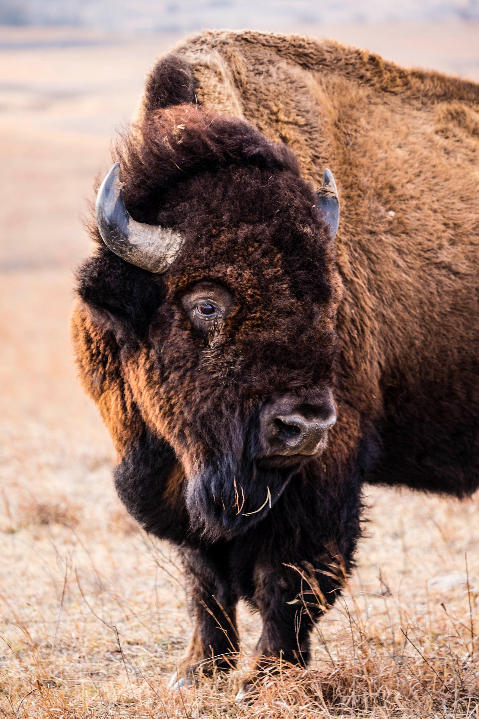 Buffalo Wildlife Photography Print Rustic Western Wall Art | Etsy