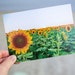 Sunflower Patch Postcard Pack Set of 3 Postcards Sunny Sunflower Cards ...