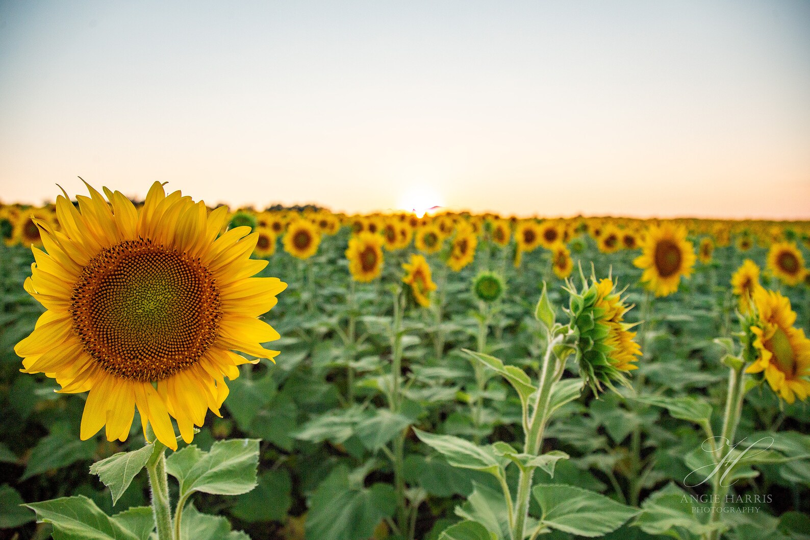 Sunflower Blank Photo Postcards Sunflower Patch Cards Letter Writing ...