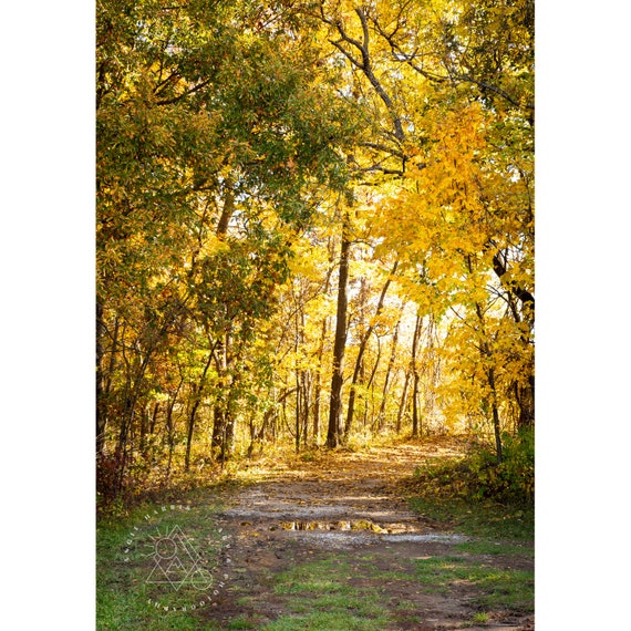 Fall Trees Path