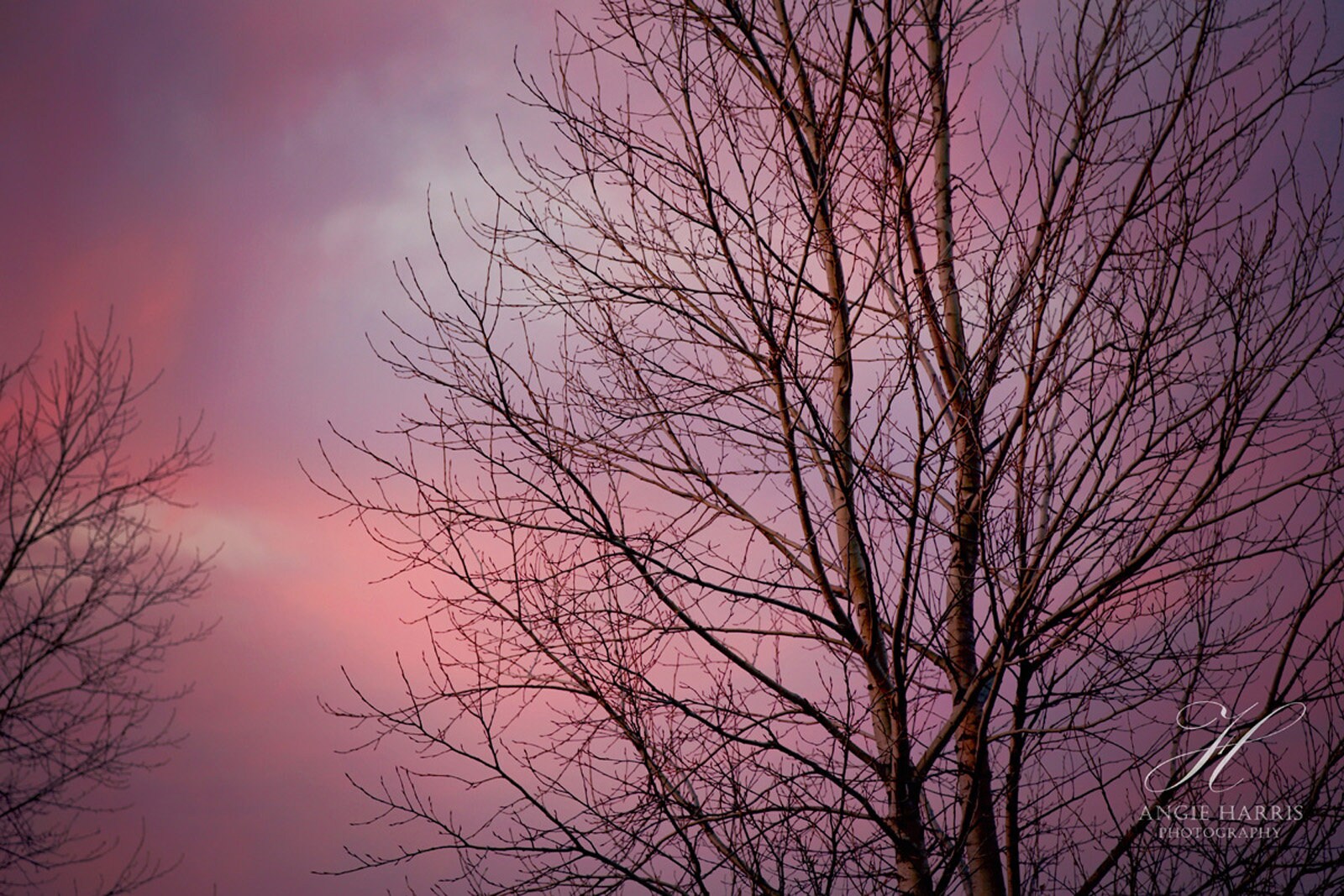 Pink Sunset Photography Print Nature Prints Tree Wall Art - Etsy