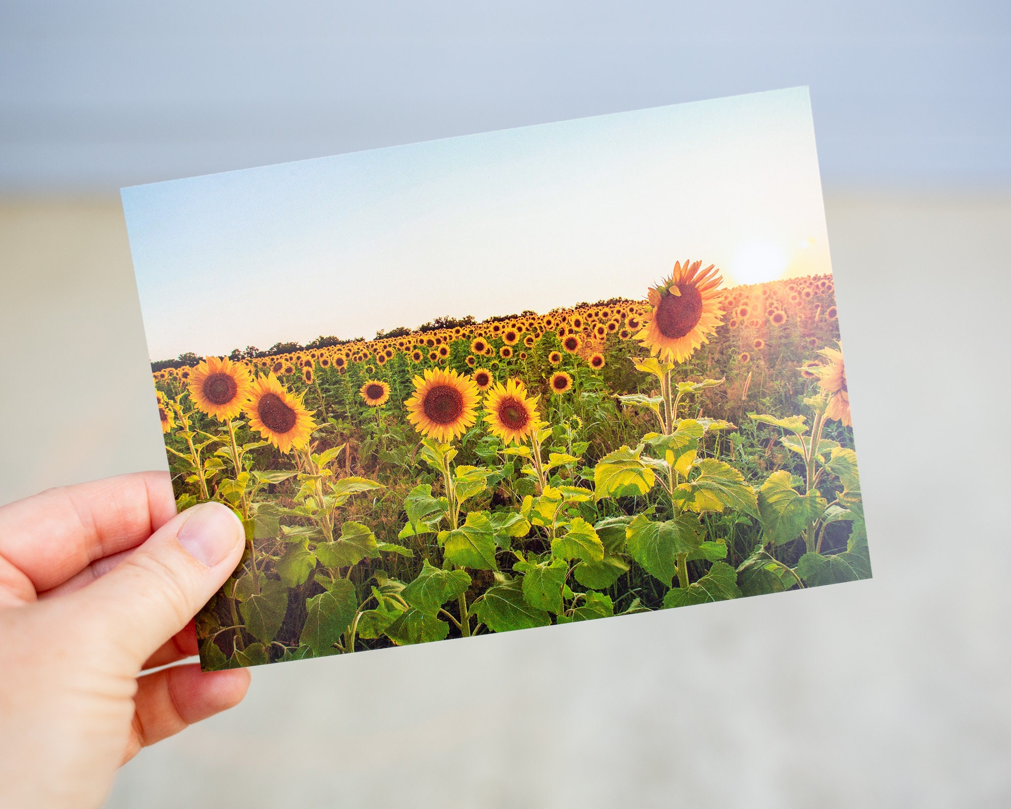 Sunflower Patch Postcard Pack Set of 3 Postcards Sunny Sunflower Cards ...