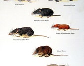 Items similar to Shrews - Masked Shrew, Mouse Shrew, Armored Shrew ...