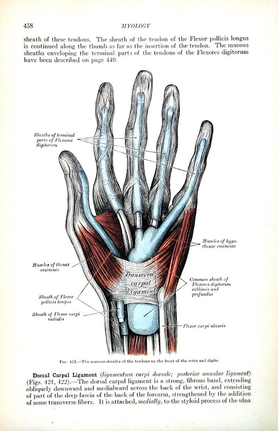 Anatomy Of The Hand And Wrist With Tendons Active Range Of Motion