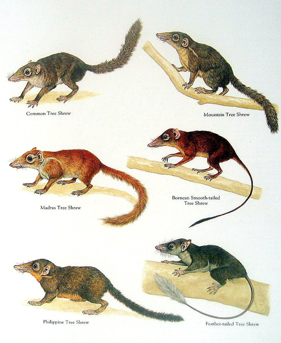 Common Tree Shrew