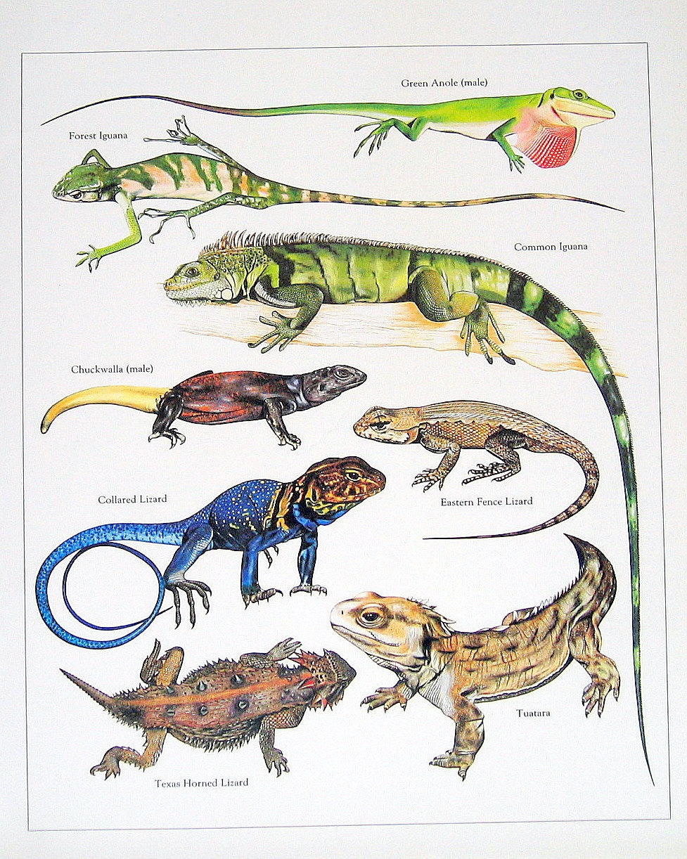 Horned Lizard Species Diagram