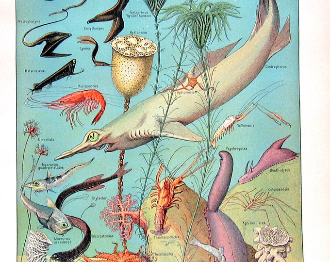 Ocean Animals Antique French Dictionary Book Page Print 1908 Larousse ...