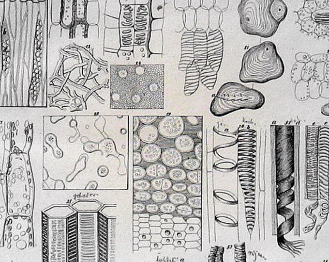 1848 Antique Botanical Print Plate Plant Cells I - Etsy