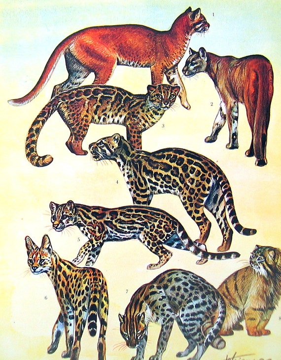 Animal Print Wild Cats Puma Jaguar 1973 Vintage | Etsy