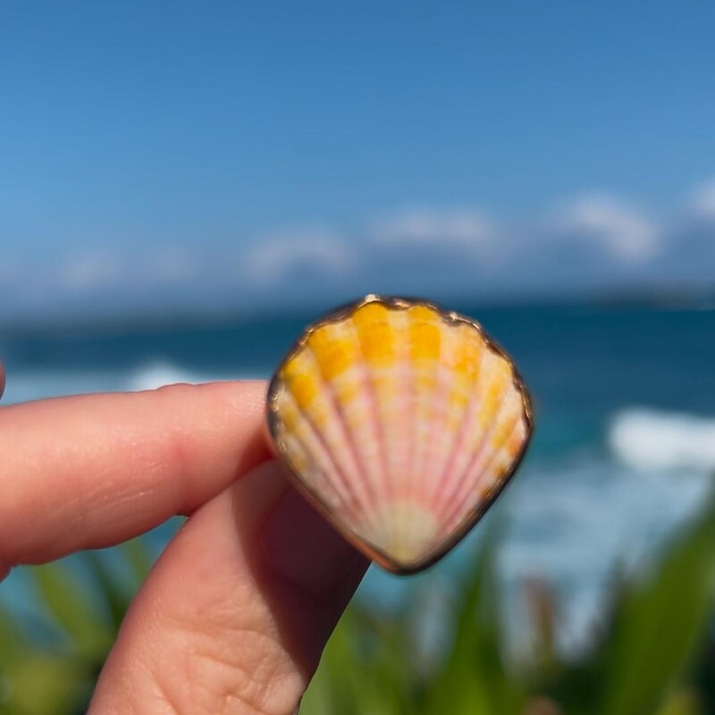 Sunrise Shell - Etsy