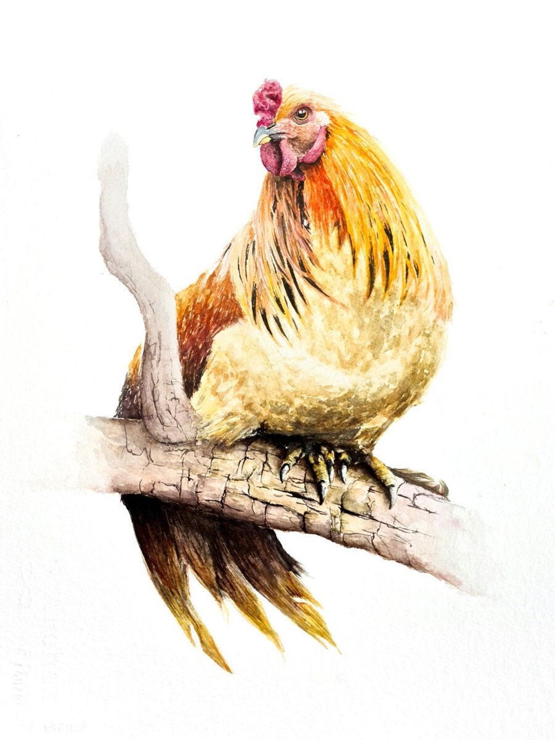 Limited Edition Print hen, Original Watercolour Painting, Chicken ...