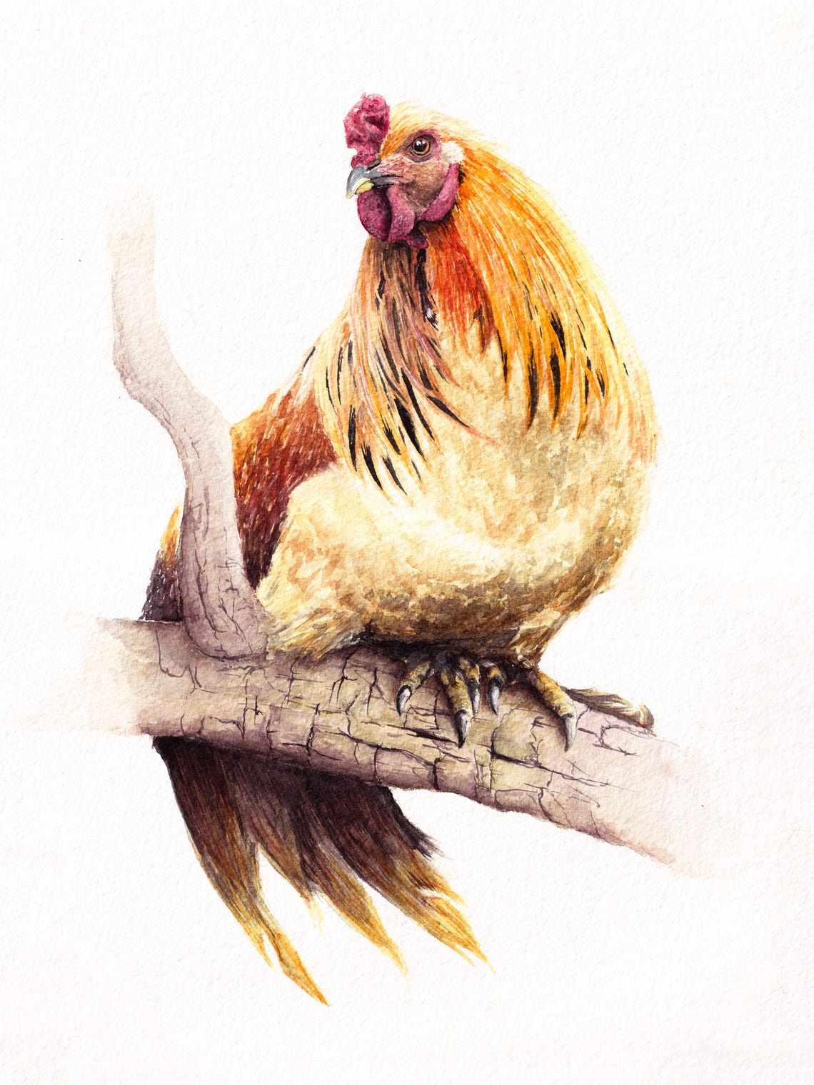 Hen Watercolor Painting Art Print: Original Wildlife Illustration - Etsy