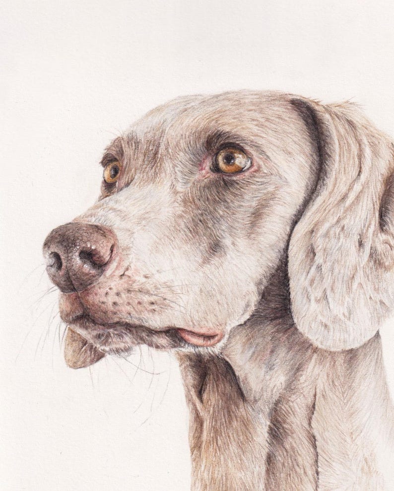Weimaraner Dog Print: Original Pencil Drawing, Pet Portrait - Etsy