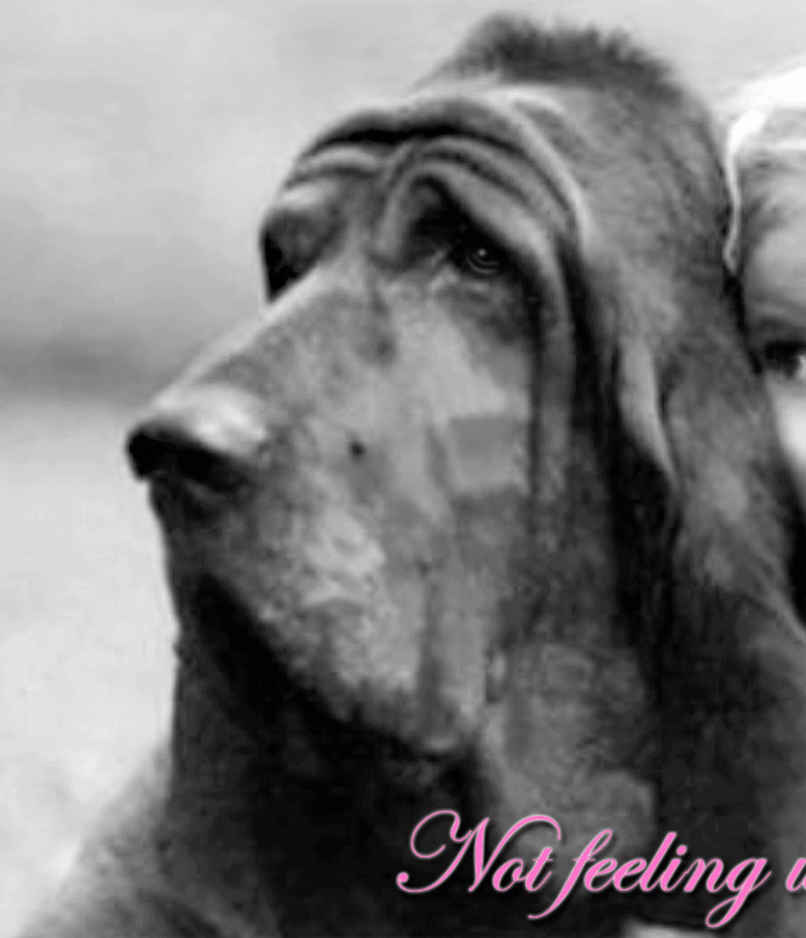 I'm Here for You Greeting Card Bloodhound Dog and Girl | Etsy