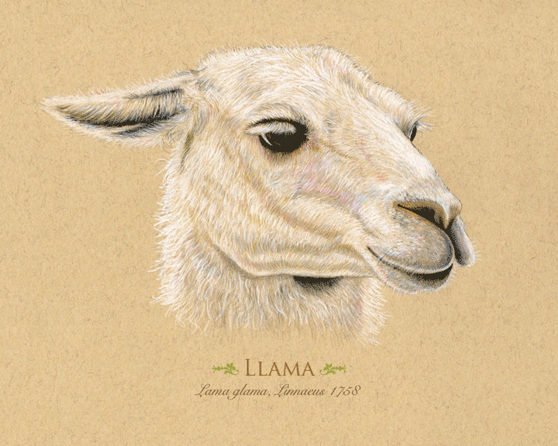 Llama Drawing. Colored Pencil Artwork. Giclee Art Print. Text | Etsy