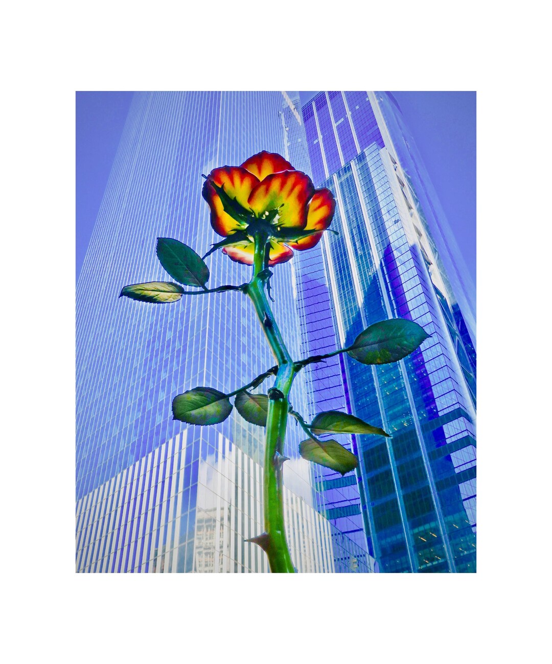 Photograph of a Giant Rose in NYC - Etsy