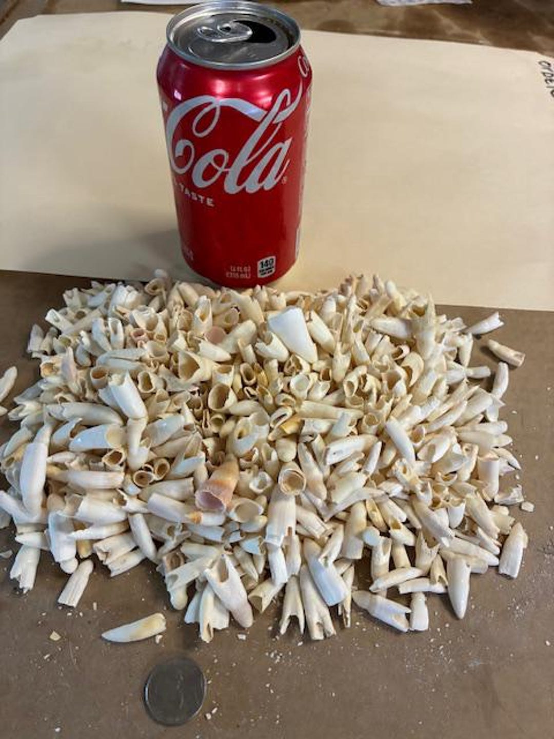 Wholesale Lot One Pound Alligator Teeth Louisiana Gator Authentic - Etsy