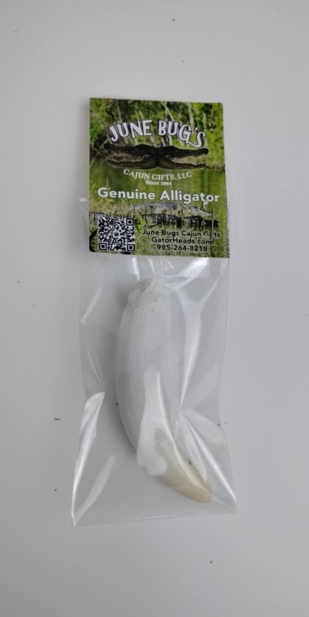Large 2.75" Louisiana Alligator Gator Tooth Teeth Genuine Craft Jewelry ...