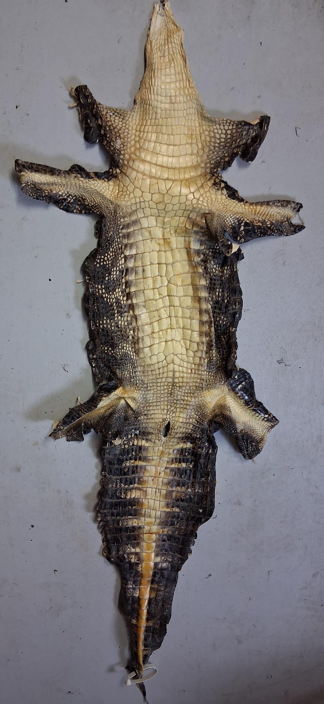 61” American Alligator Belly Hyde | Genuine Gator Hide Leather ...
