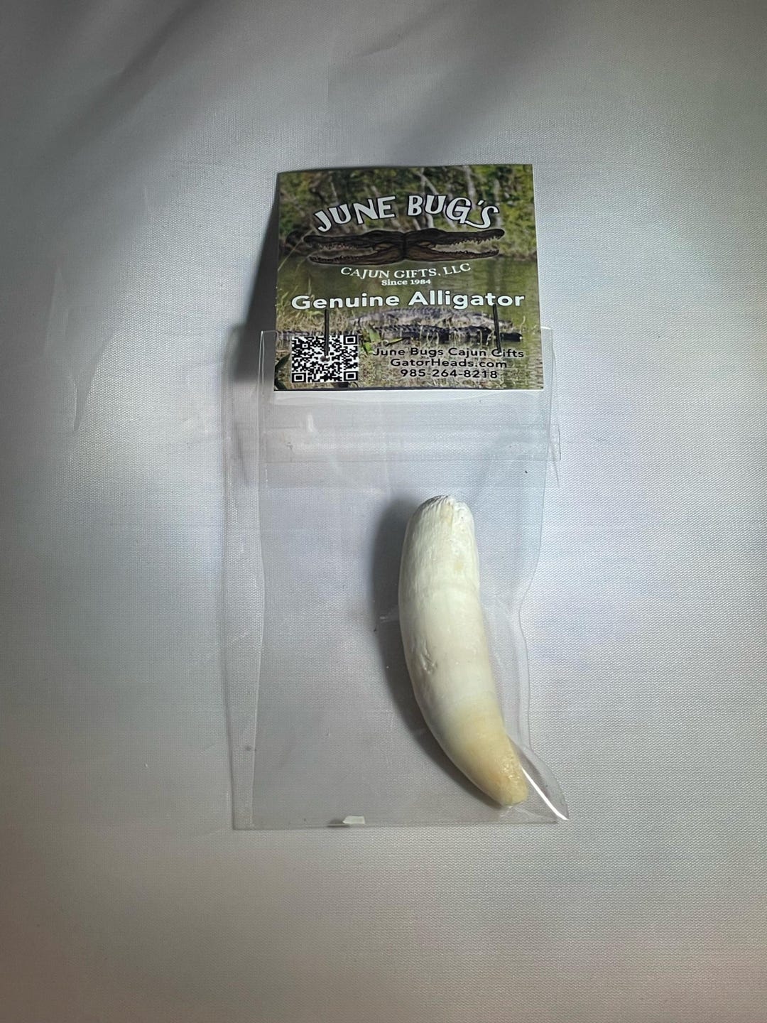Large 2.50" Louisiana Alligator Gator Tooth Teeth Genuine Craft Jewelry ...