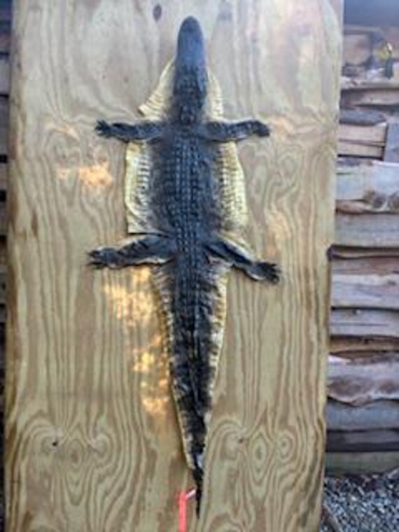 Alligator Hide